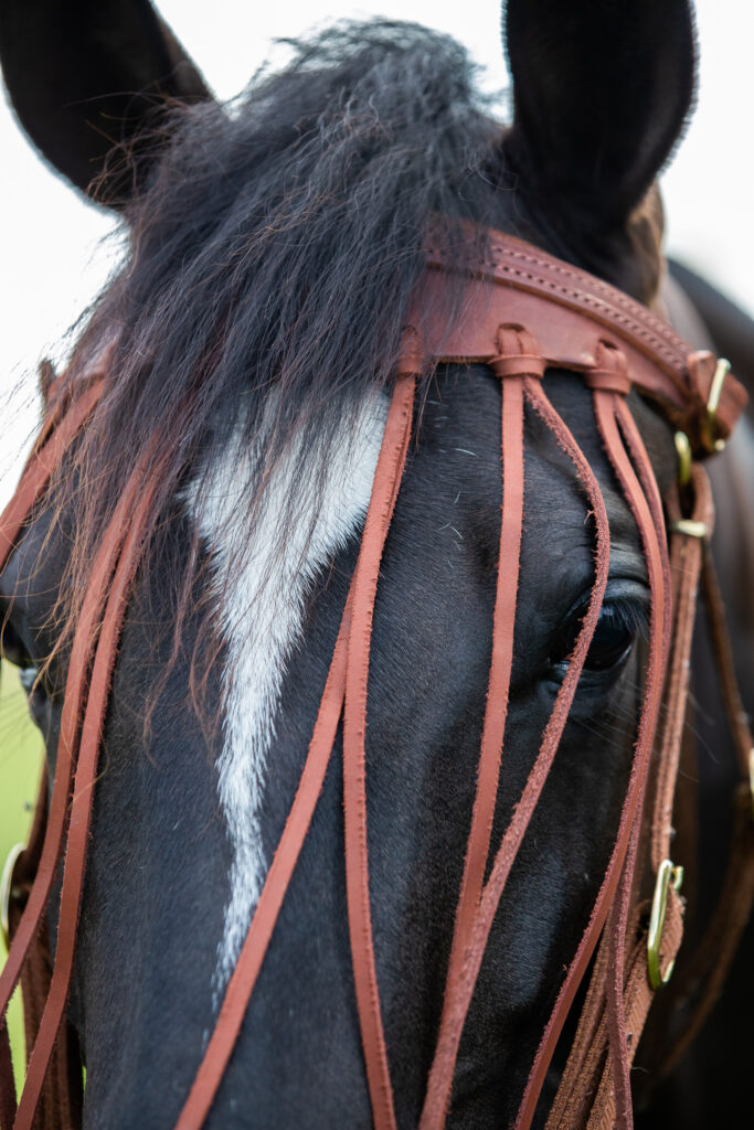Fly Veil - Leather - The Australian Stockmans Saddlery