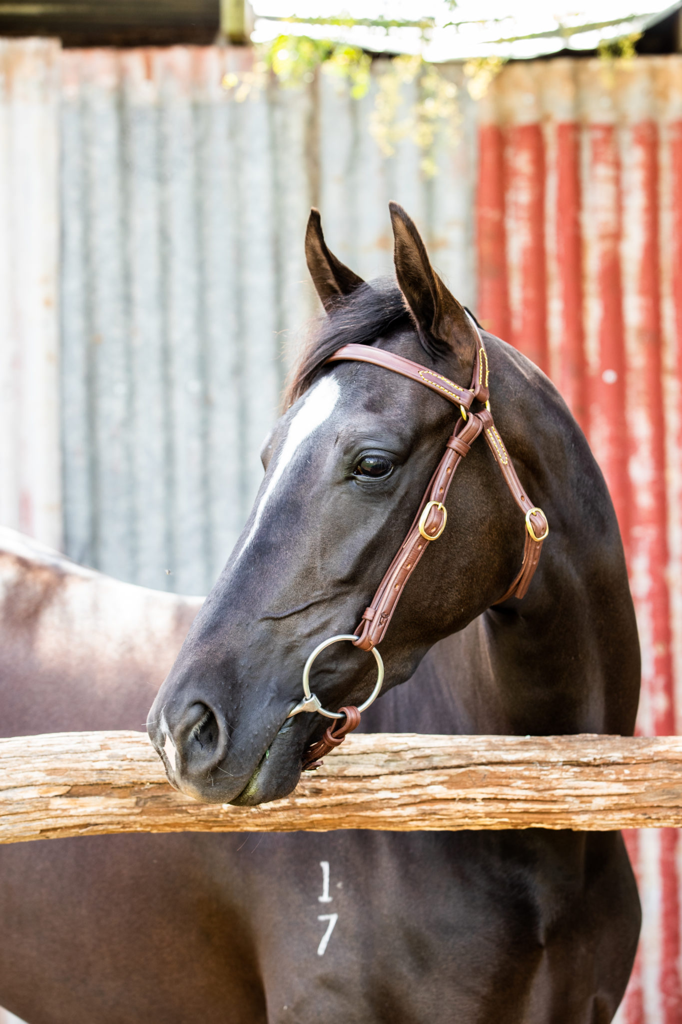 Barcoo Bridle - Hand Made - The Australian Stockmans Saddlery