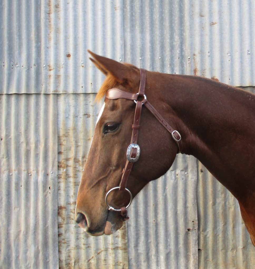 Barcoo Bridle - Shaped Brow Engraved Buckles - The Australian Stockmans ...