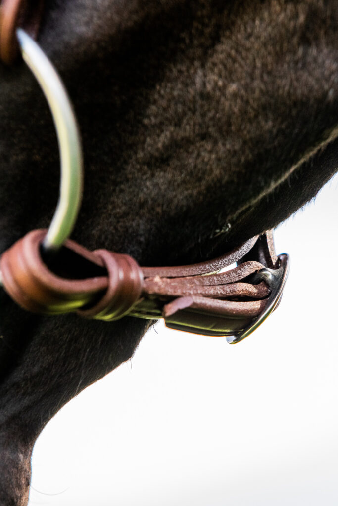 Bit Strap - Stainless Buckle - The Australian Stockmans Saddlery